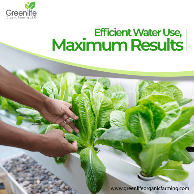 Hydroponics in Dubai | Hydroponics Farming Consultants